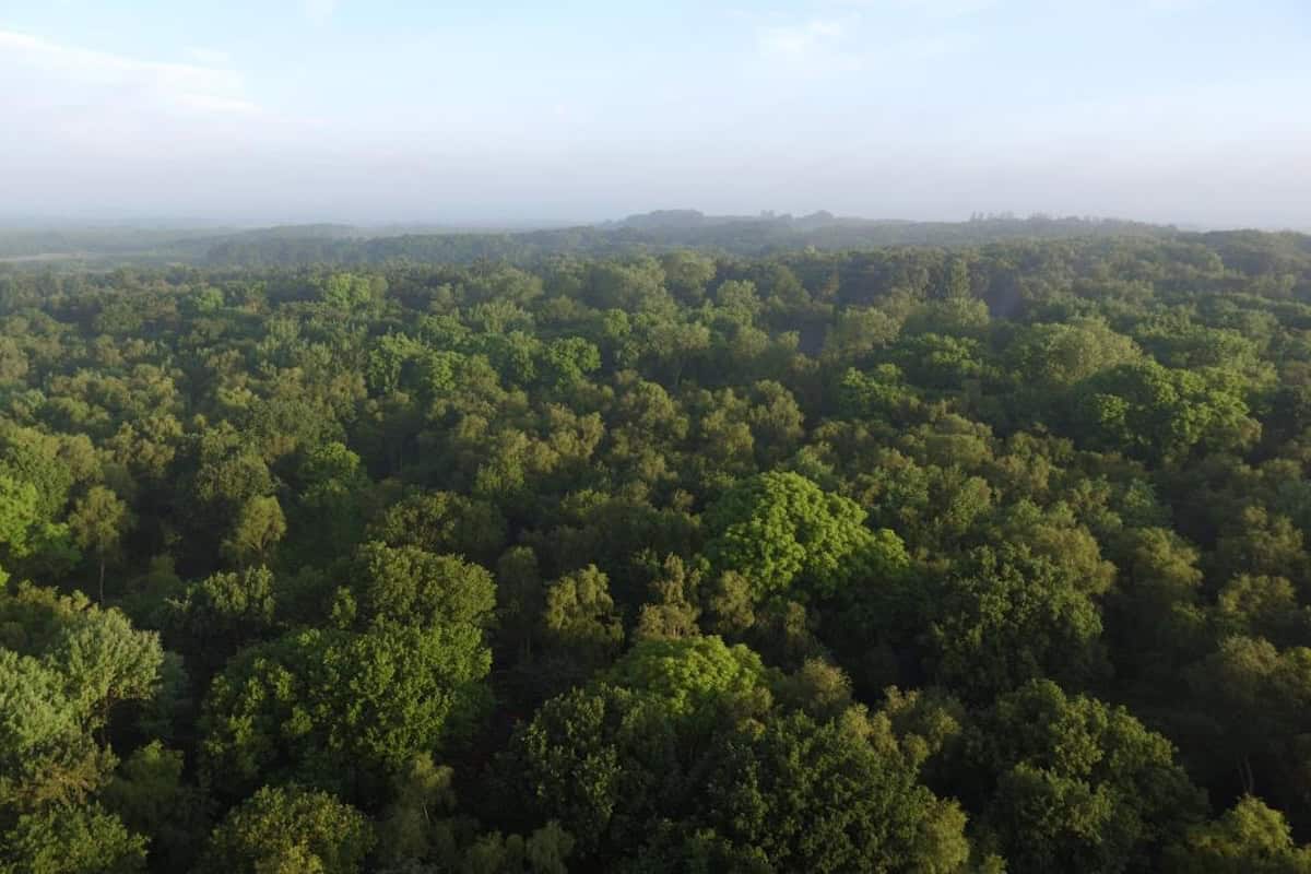 Forest now covers 25% post-industrial landscape - SustMeme